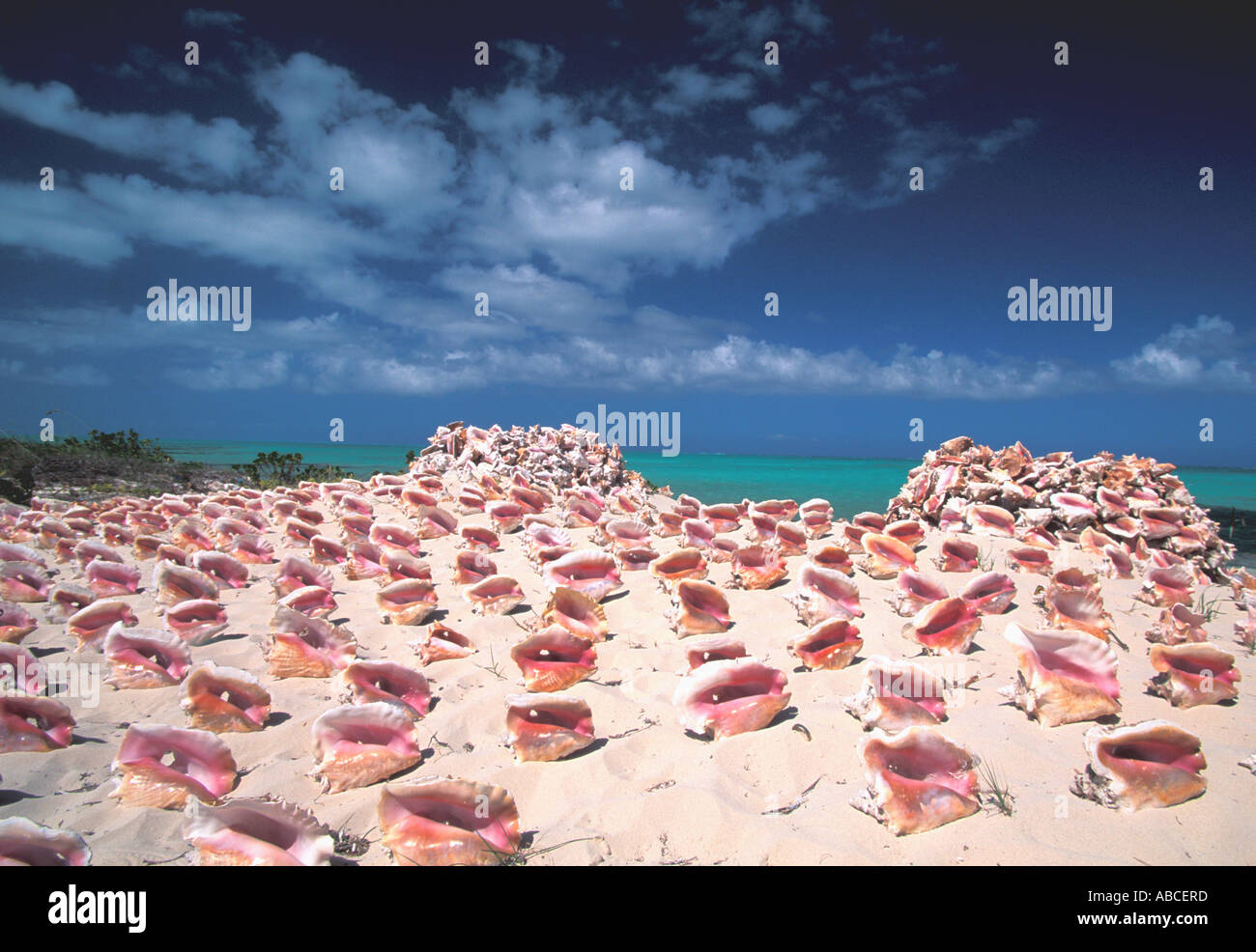 Conch shells providenciales turks caicos hi-res stock photography and ...