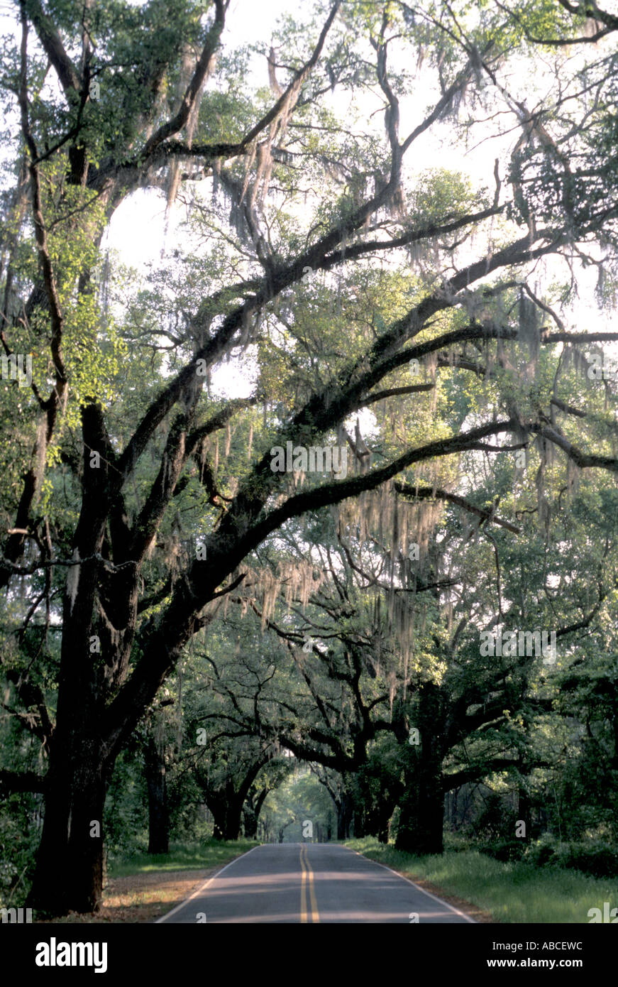Tallahassee Florida canopy road large old oak trees cover deserted ...