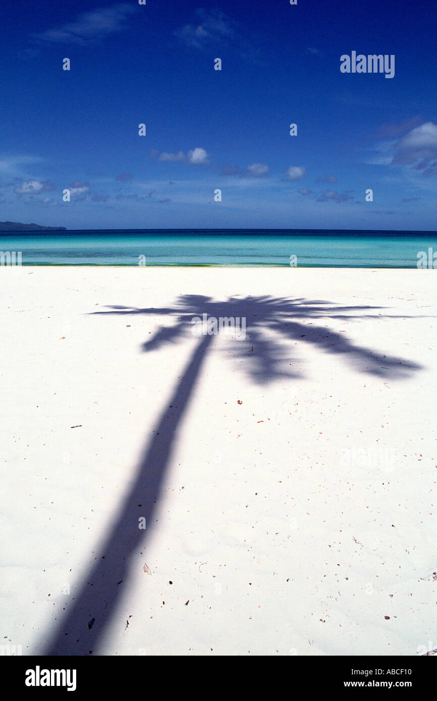 Shadow of palm tree on beach Stock Photo - Alamy
