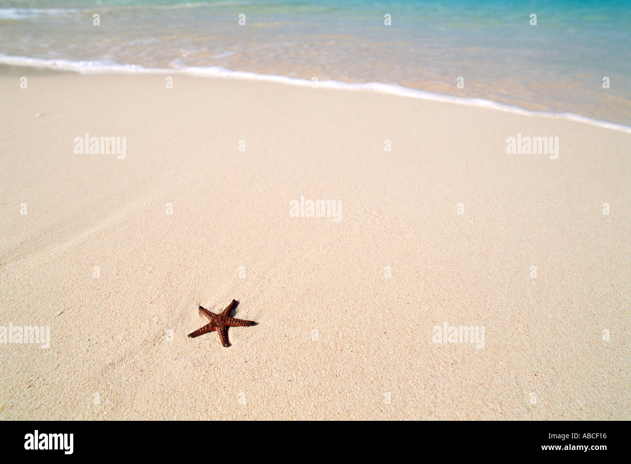 Starfish on sandy beach Stock Photo - Alamy