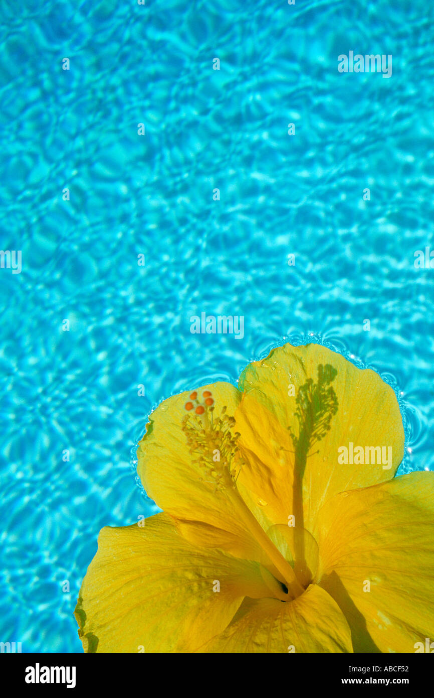 Yellow flower floating on water Stock Photo - Alamy