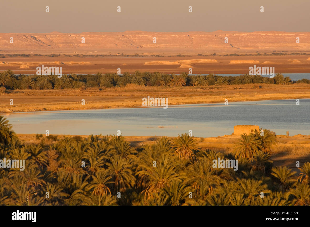 palm trees at lake Siwa, the Great Sand Sea, Western desert near Siwa ...