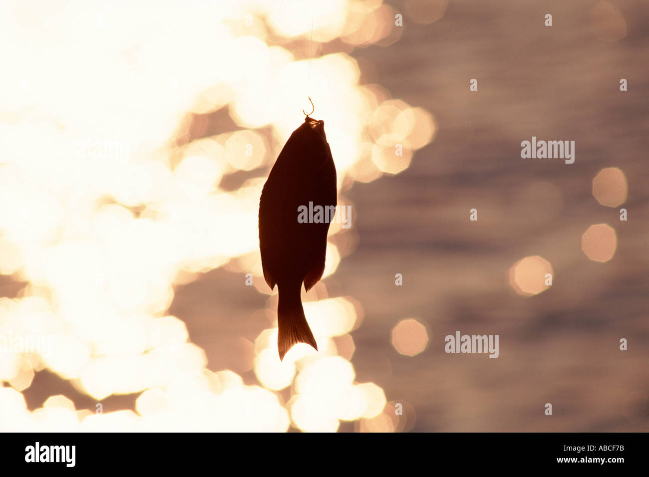 Fish hanging on hook Stock Photo - Alamy