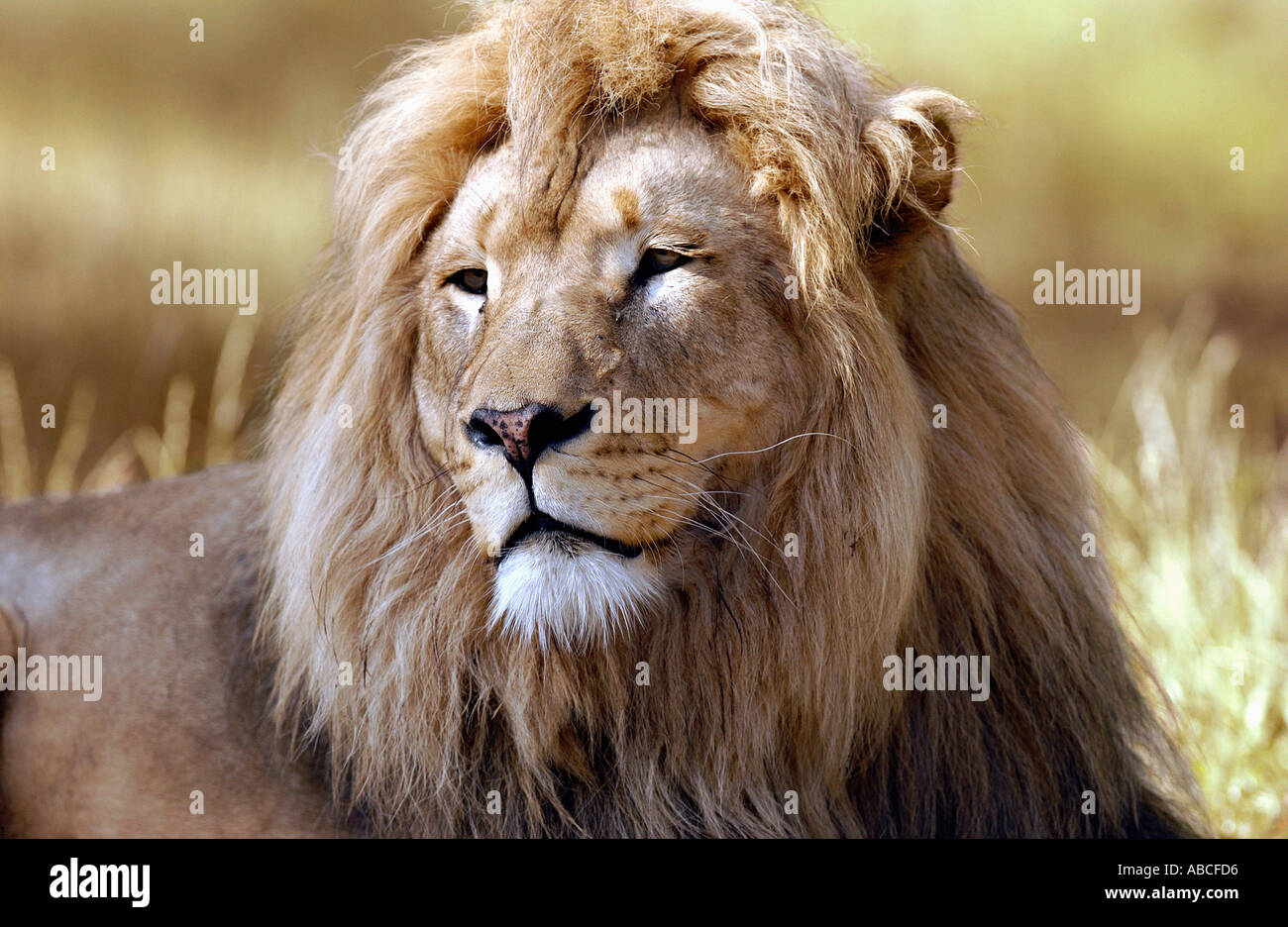 Lion and anatomy hi-res stock photography and images - Alamy