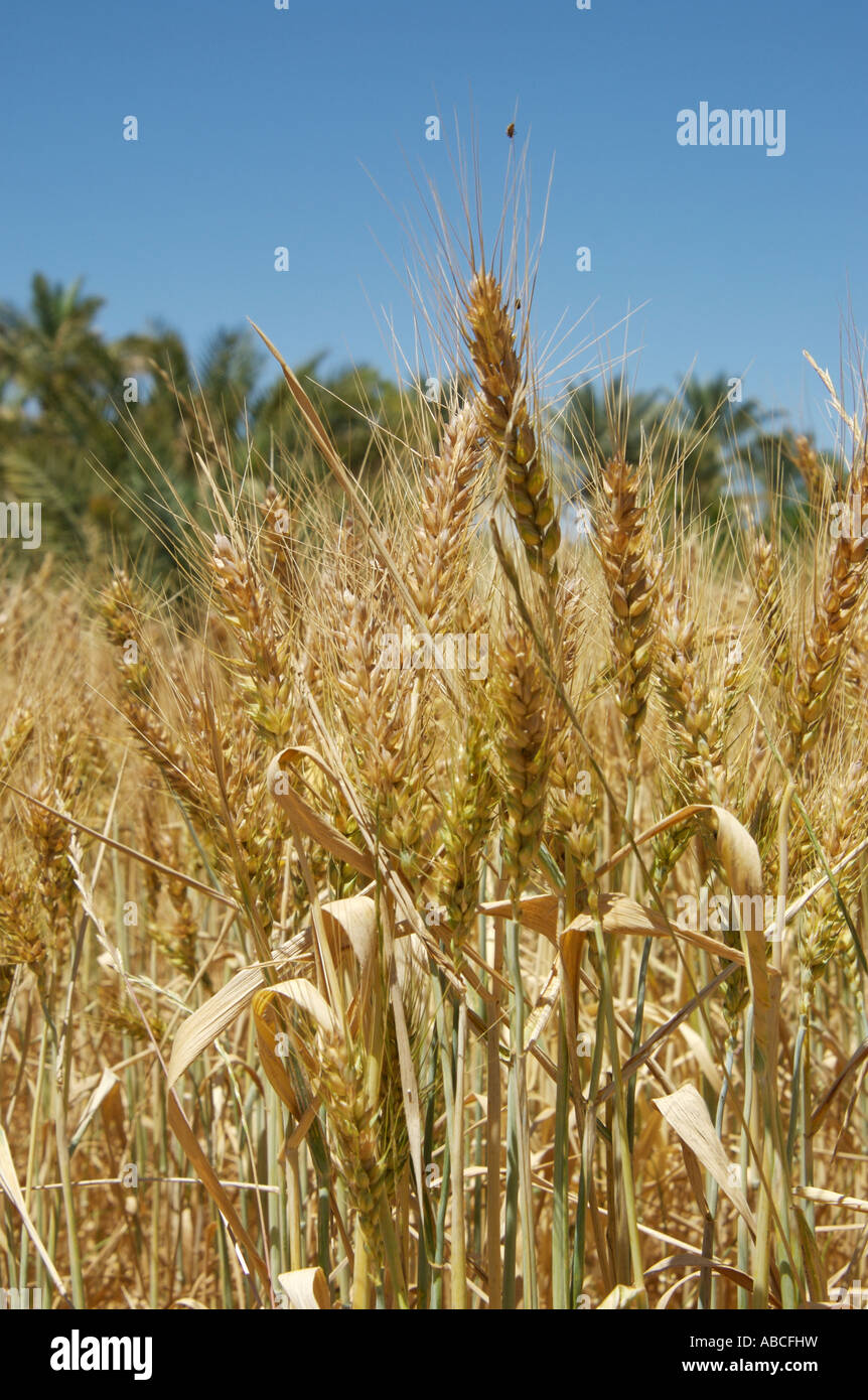 Barley and wheat production in Draa valley palm plantations Stock Photo ...