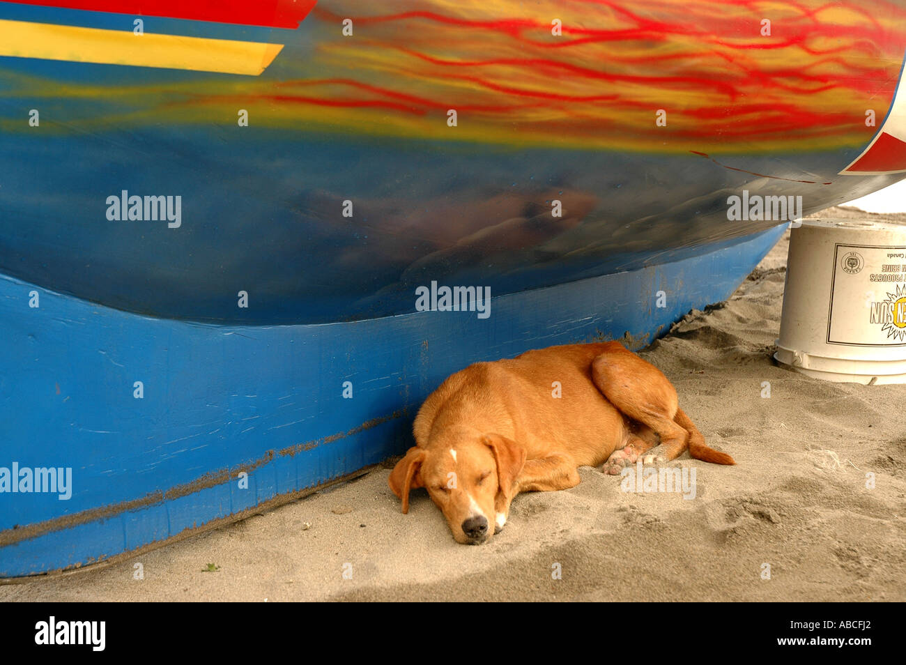 Grenada caribbean dog asleep under boat on beach in shade, lazy ...