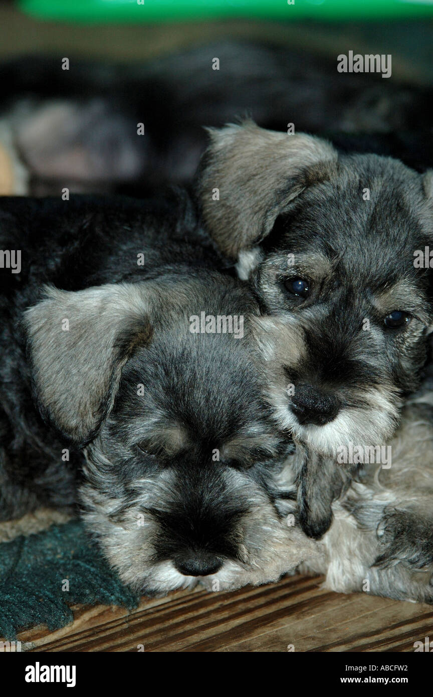Two dogs atop hi-res stock photography and images - Alamy