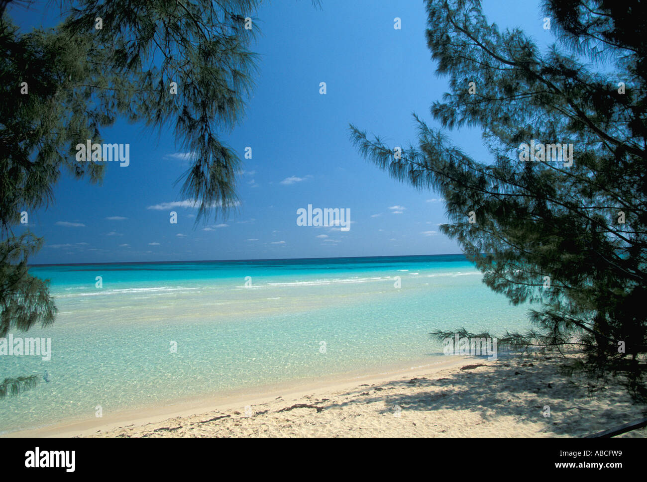 Australian pine bahama hi-res stock photography and images - Alamy