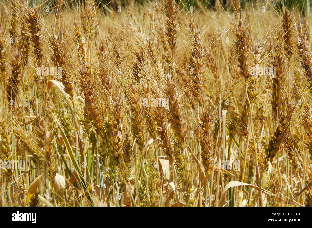 Barley and wheat production in Draa valley palm plantations Stock Photo ...
