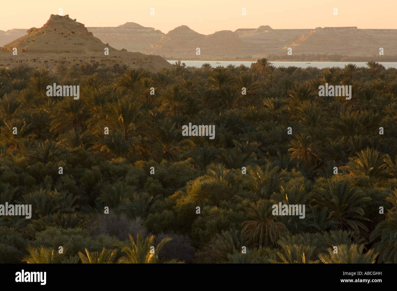 palm trees, Siwa Oasis, the Great Sand Sea, Western desert , Egypt ...