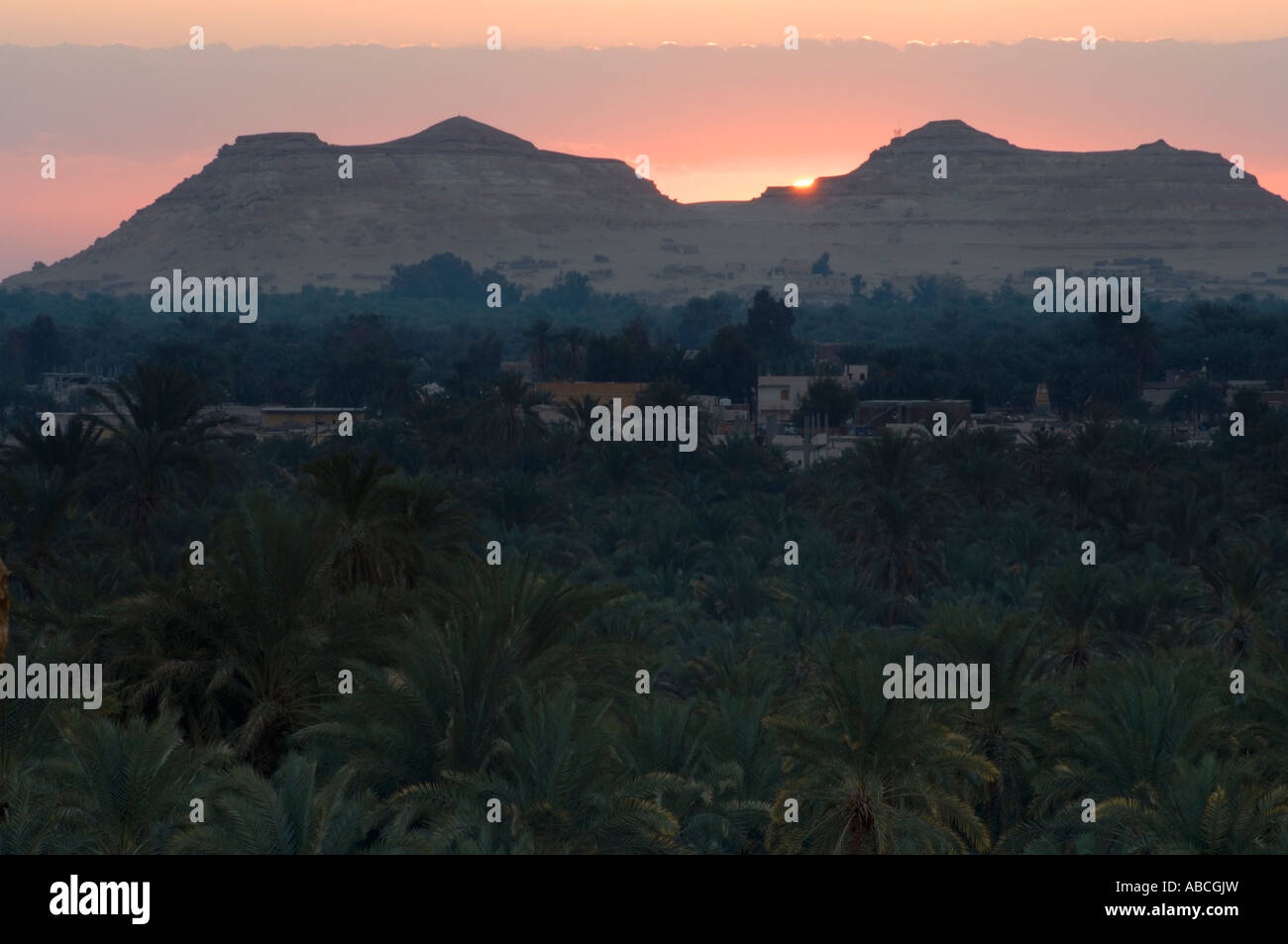 palm trees, Siwa Oasis, the Great Sand Sea, Western desert , Egypt ...