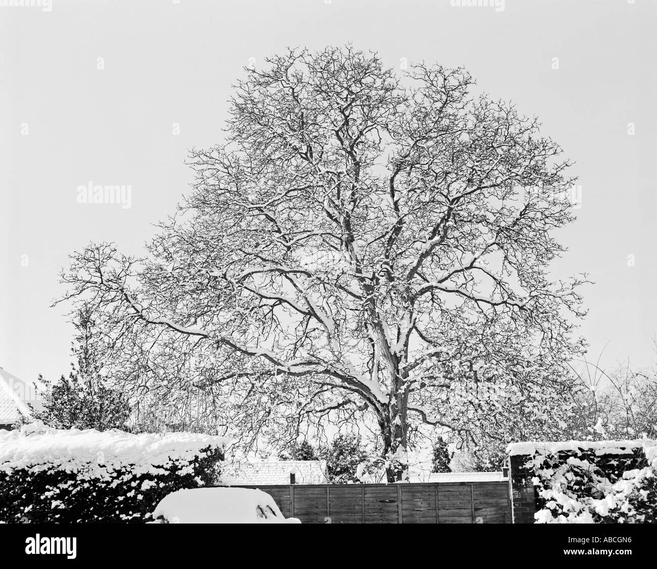 Winter natural patterns Black and White Stock Photos & Images - Alamy