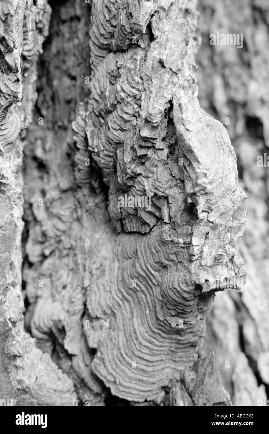 Abstract tree bark at Port Merion Wales UK Stock Photo - Alamy