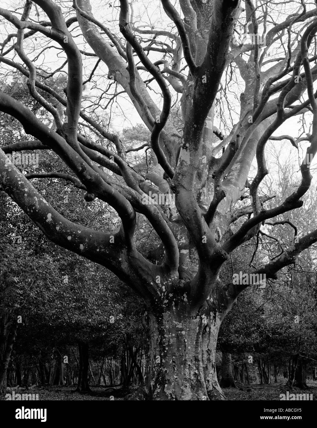 New forest national park england Black and White Stock Photos & Images ...