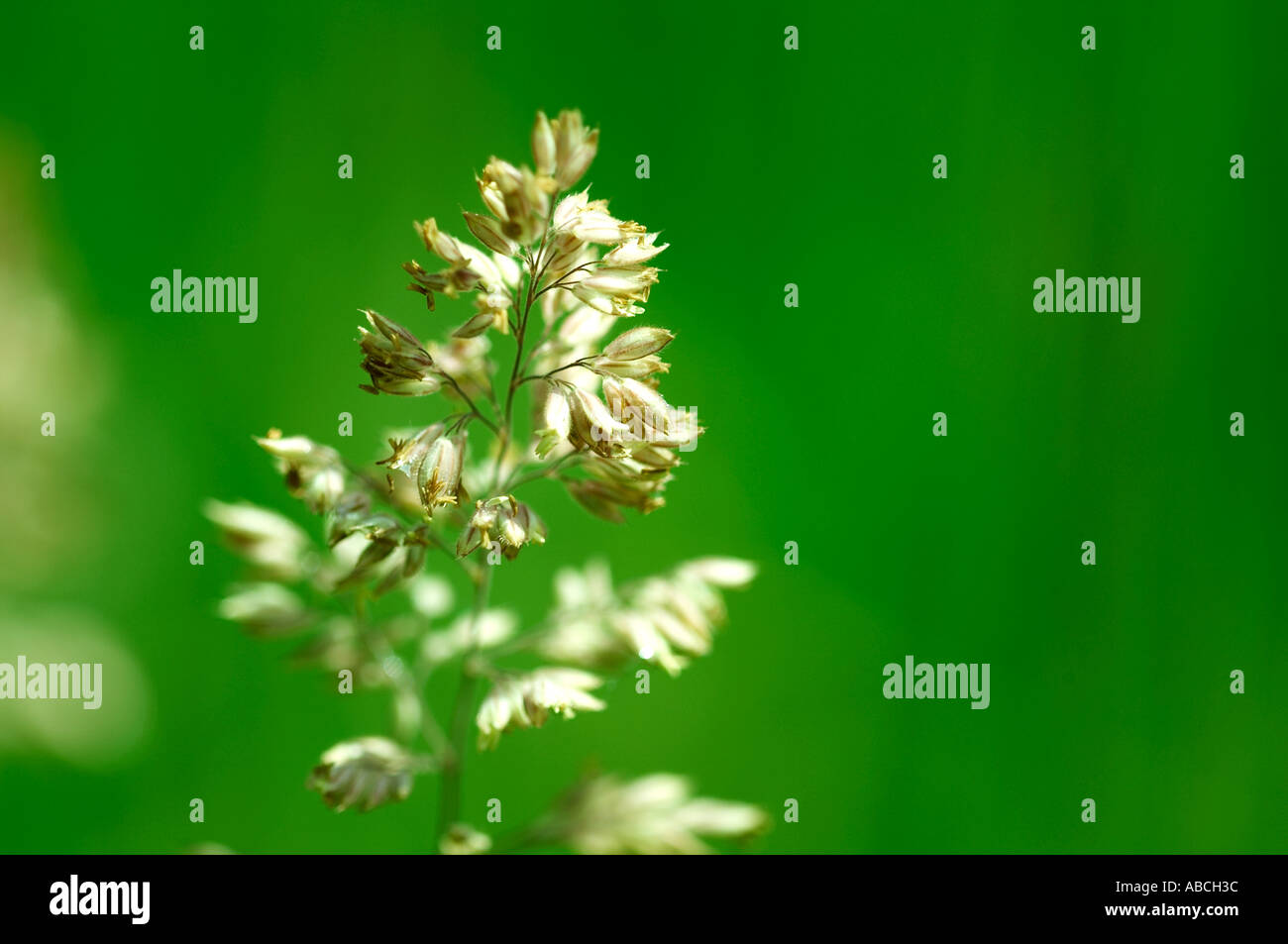 False oat grass or Arrhenartherum elatius grassy habitats Stock Photo ...