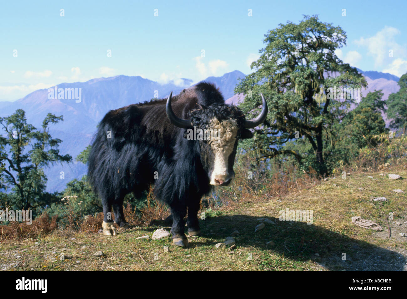 Mammals of bhutan hi-res stock photography and images - Alamy