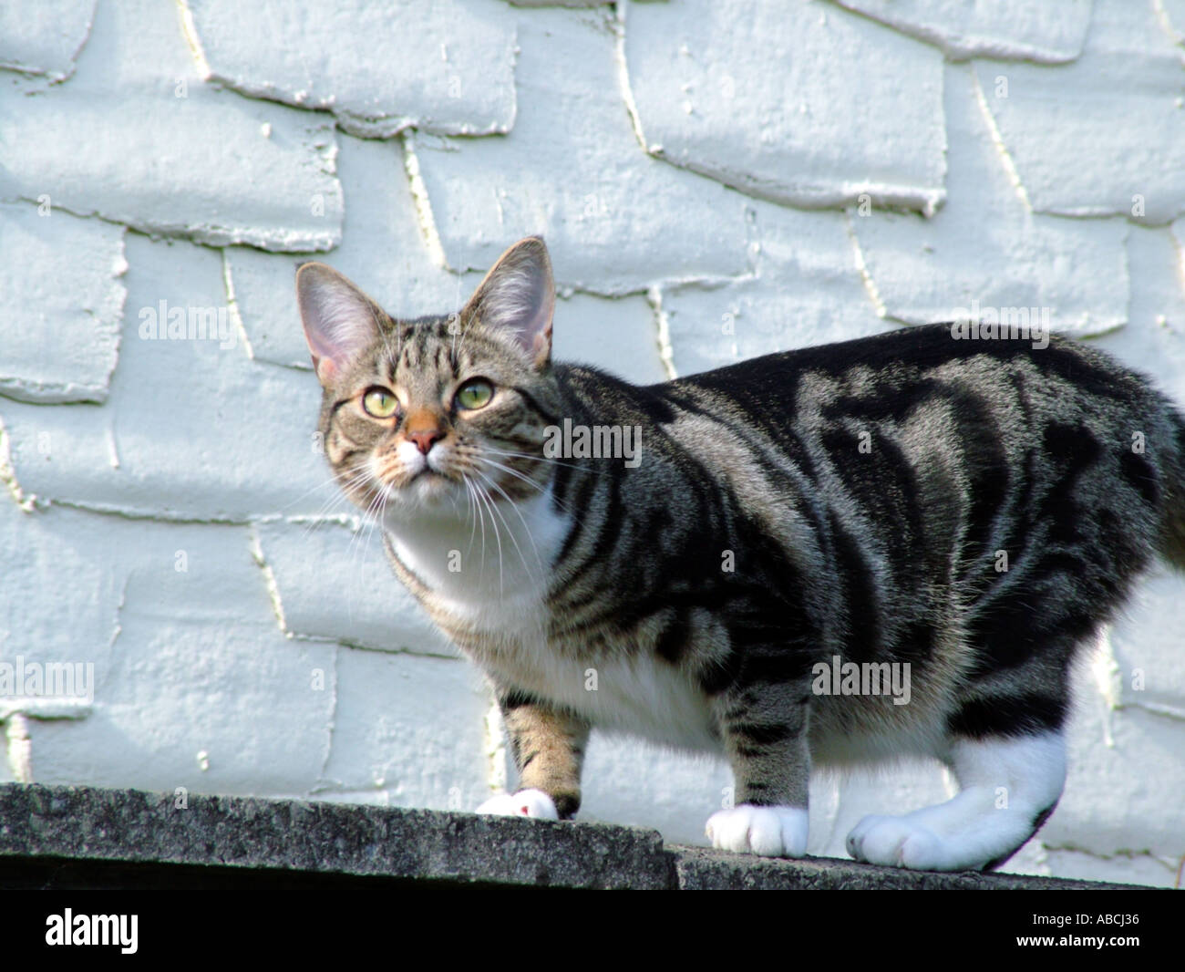 Puss on the prowl Stock Photo - Alamy
