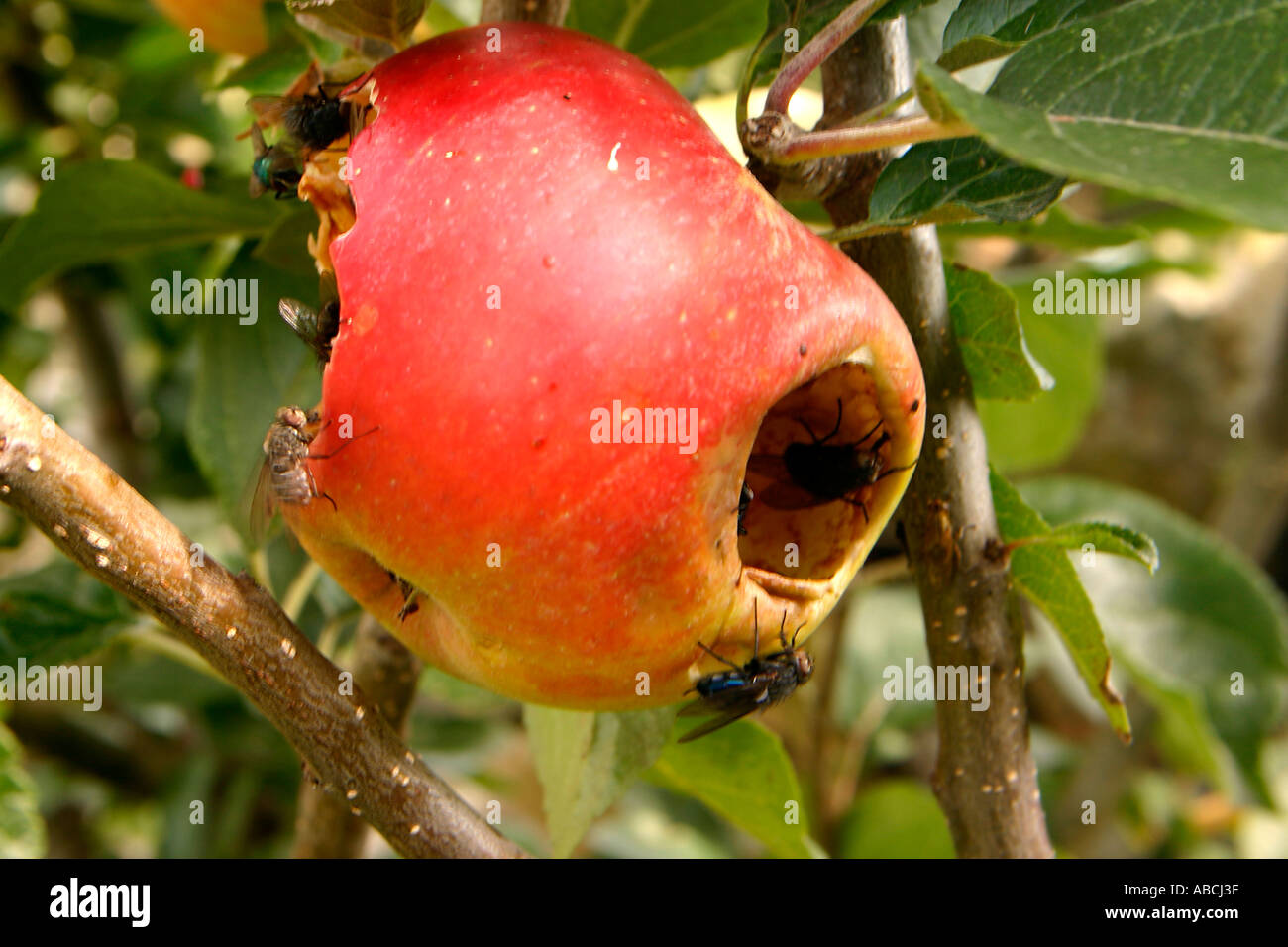 Apple Destroyed by insect attack Stock Photo - Alamy