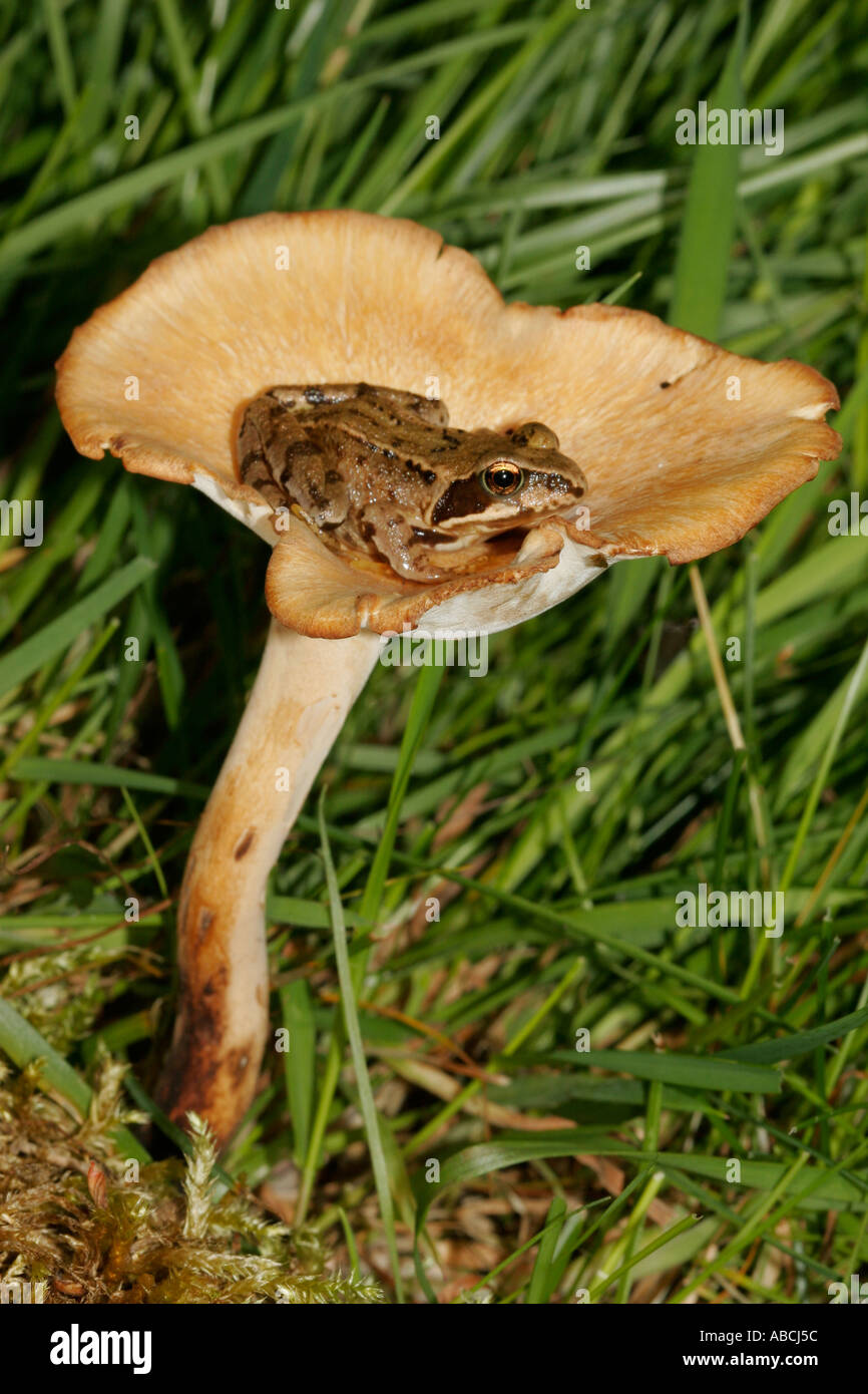 Toadstool frog hi-res stock photography and images - Alamy