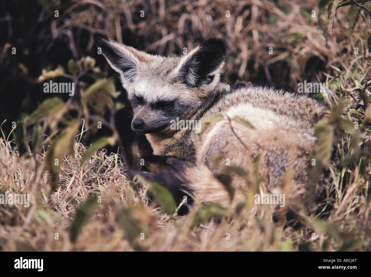 Bat Eared Fox close to its den Masai Mara National Reserve Kenya East ...