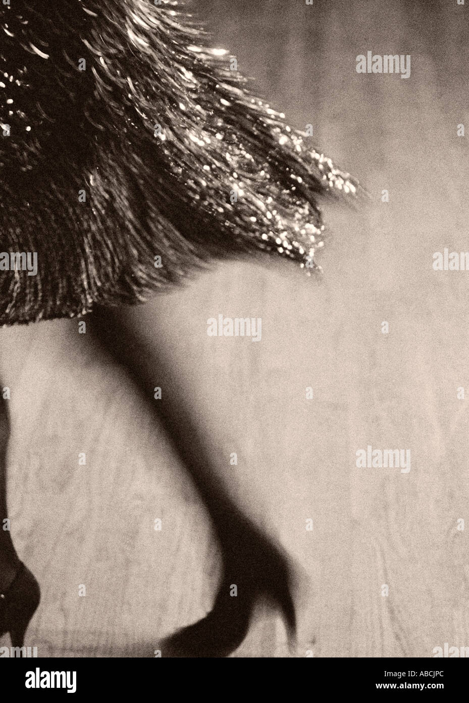 Female Latin Dancer's Legs Stock Photo - Alamy