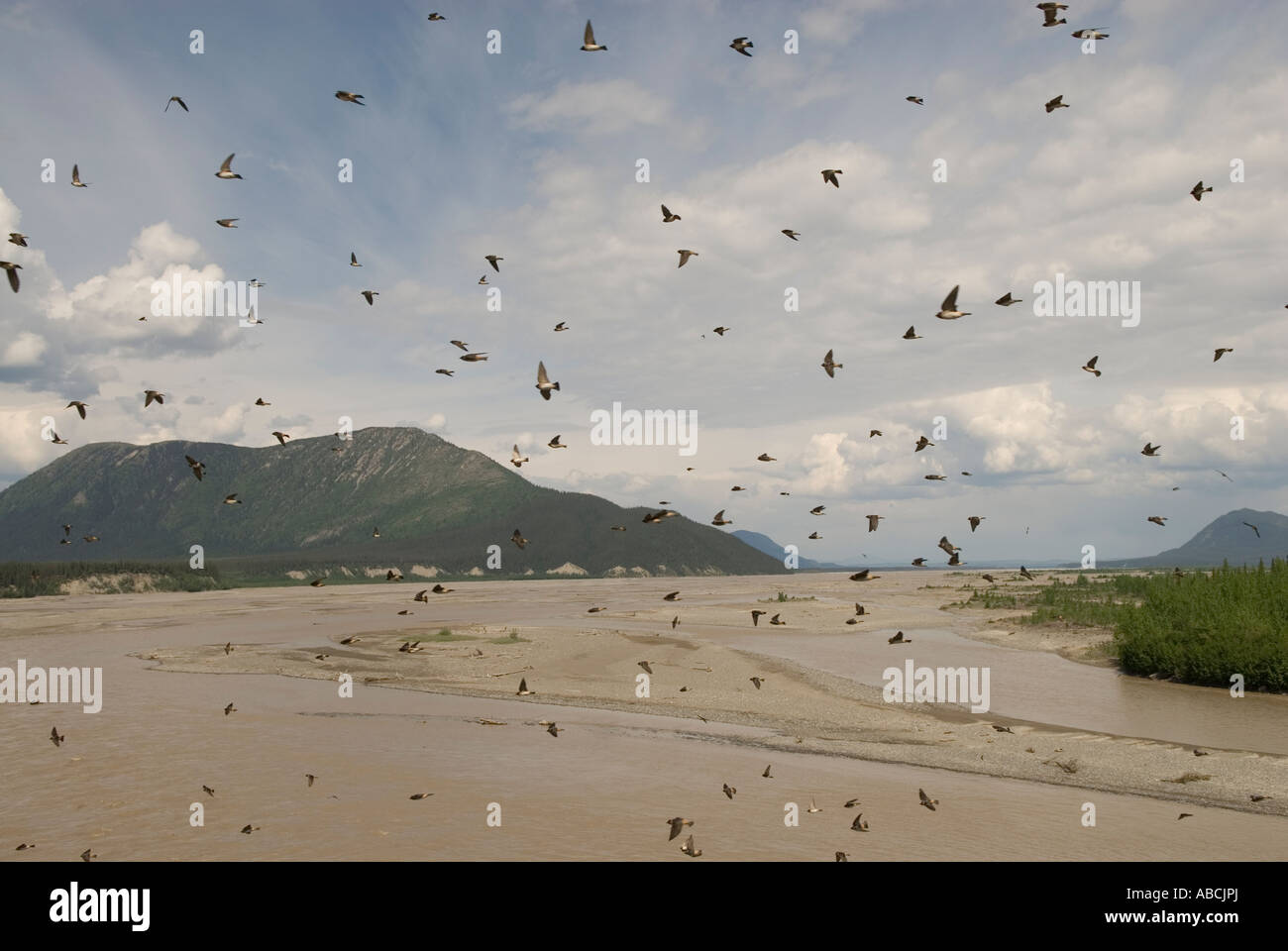 Official Bird Of Yukon Canada