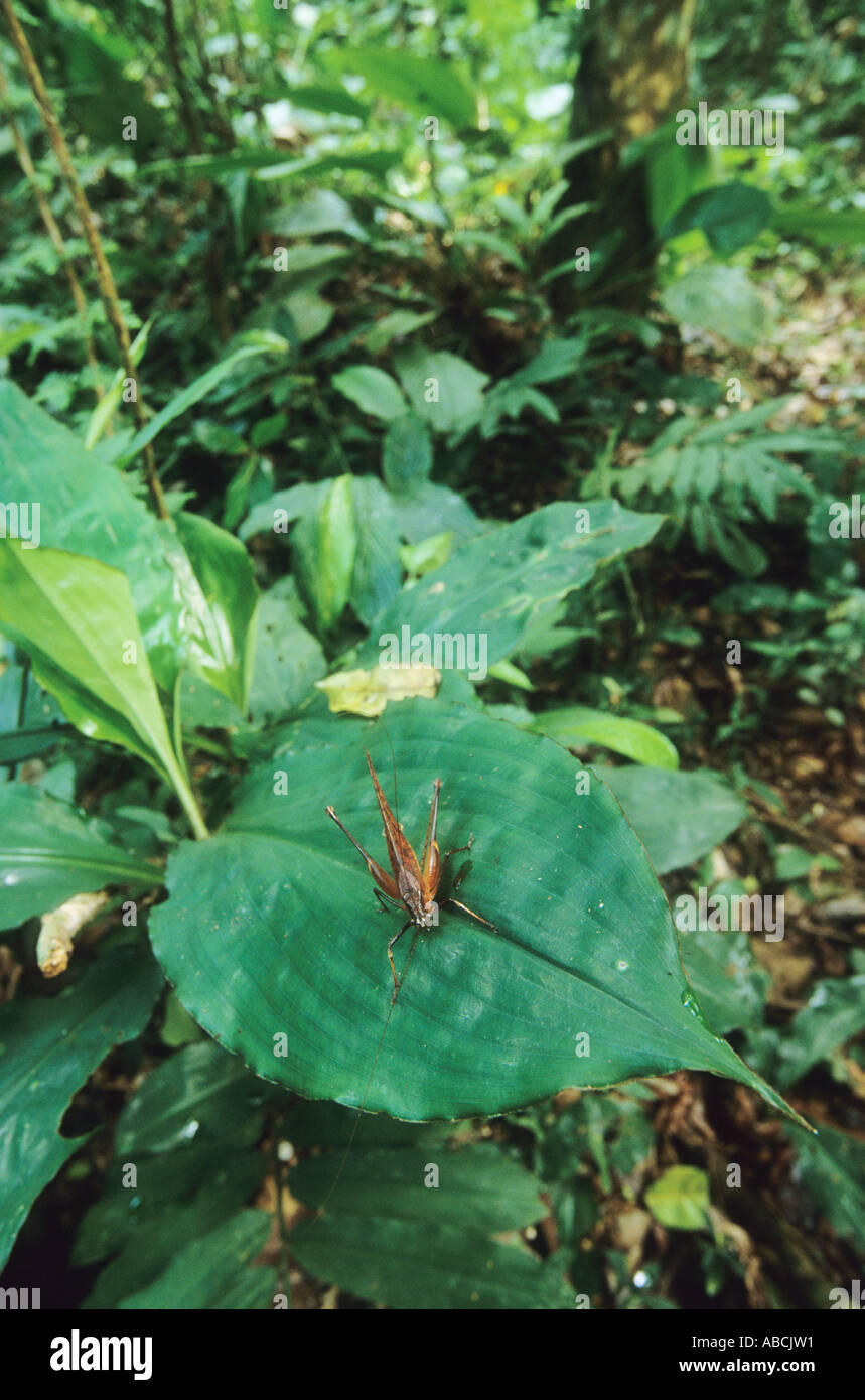 A bush cricket in Congo rainforest, Republic of Congo Stock Photo - Alamy