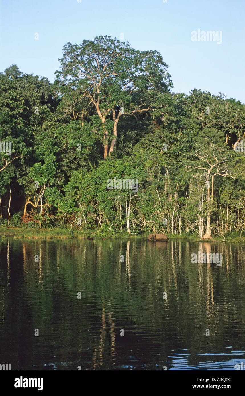 Congo rainforest plants hi-res stock photography and images - Alamy