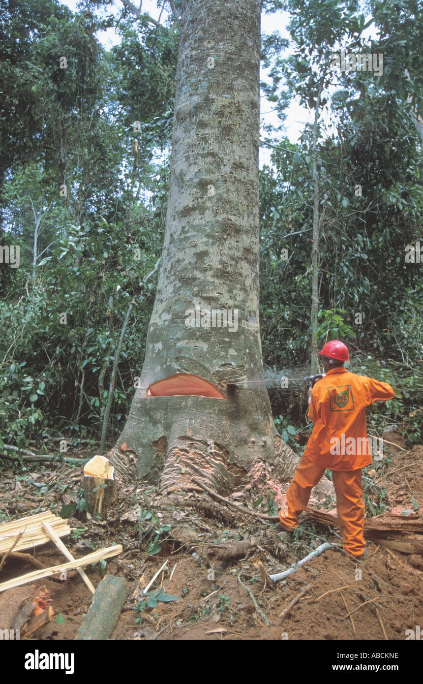 Logger chainsawing down an African mahogany or sapele tree in the Congo ...