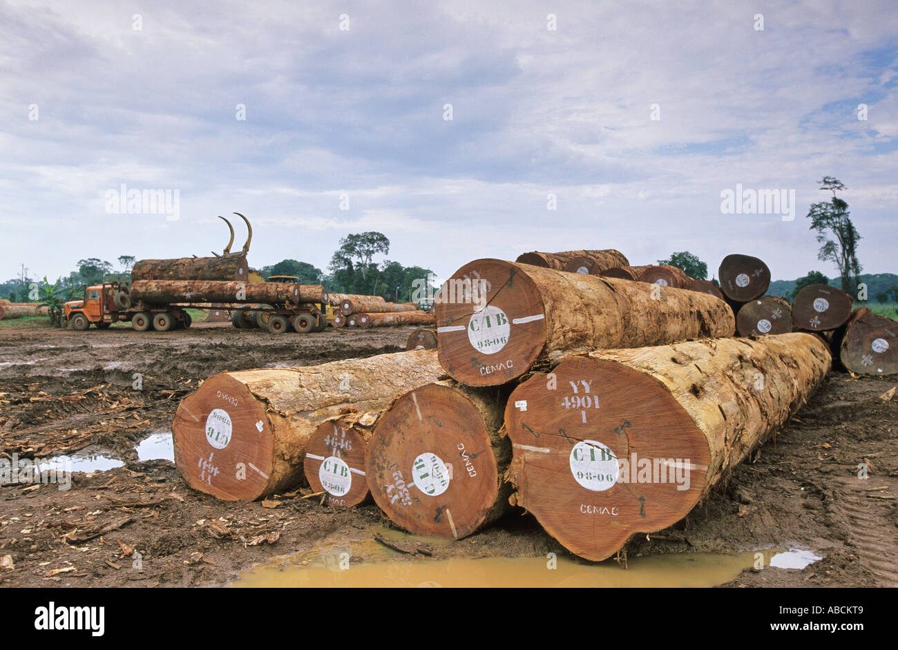 Harvested rainforest timber (African mahogany) in the Republic of Congo ...