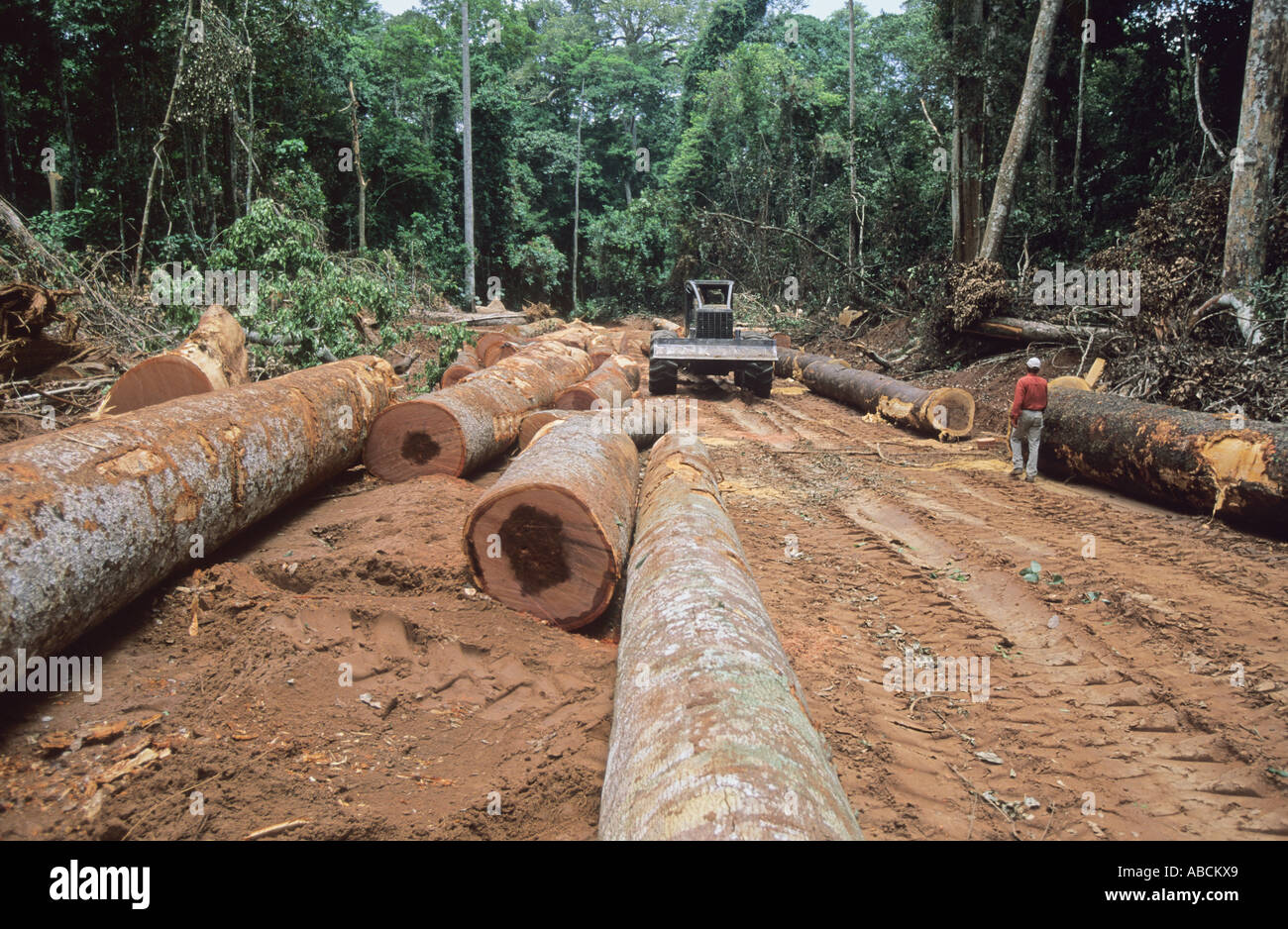 Harvested rainforest timber (African mahogany) in the Republic of Congo ...