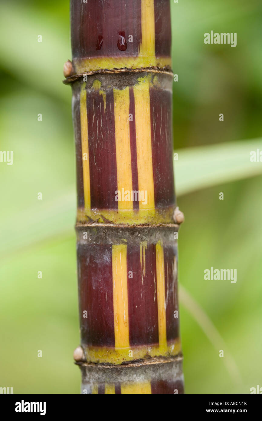 Close up of Sugar cane stalk varigated Stock Photo - Alamy