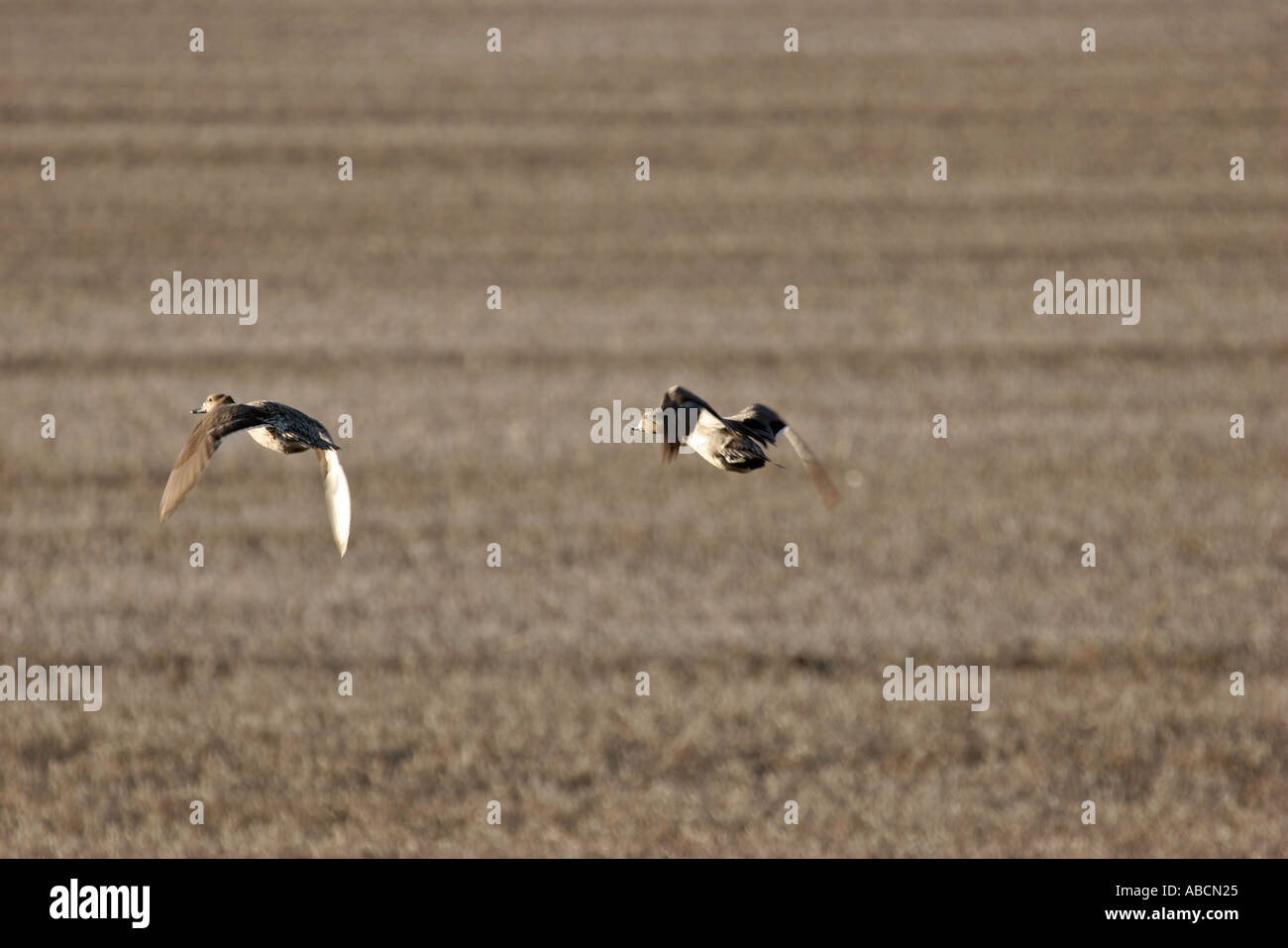 Pintails in flight hi-res stock photography and images - Alamy