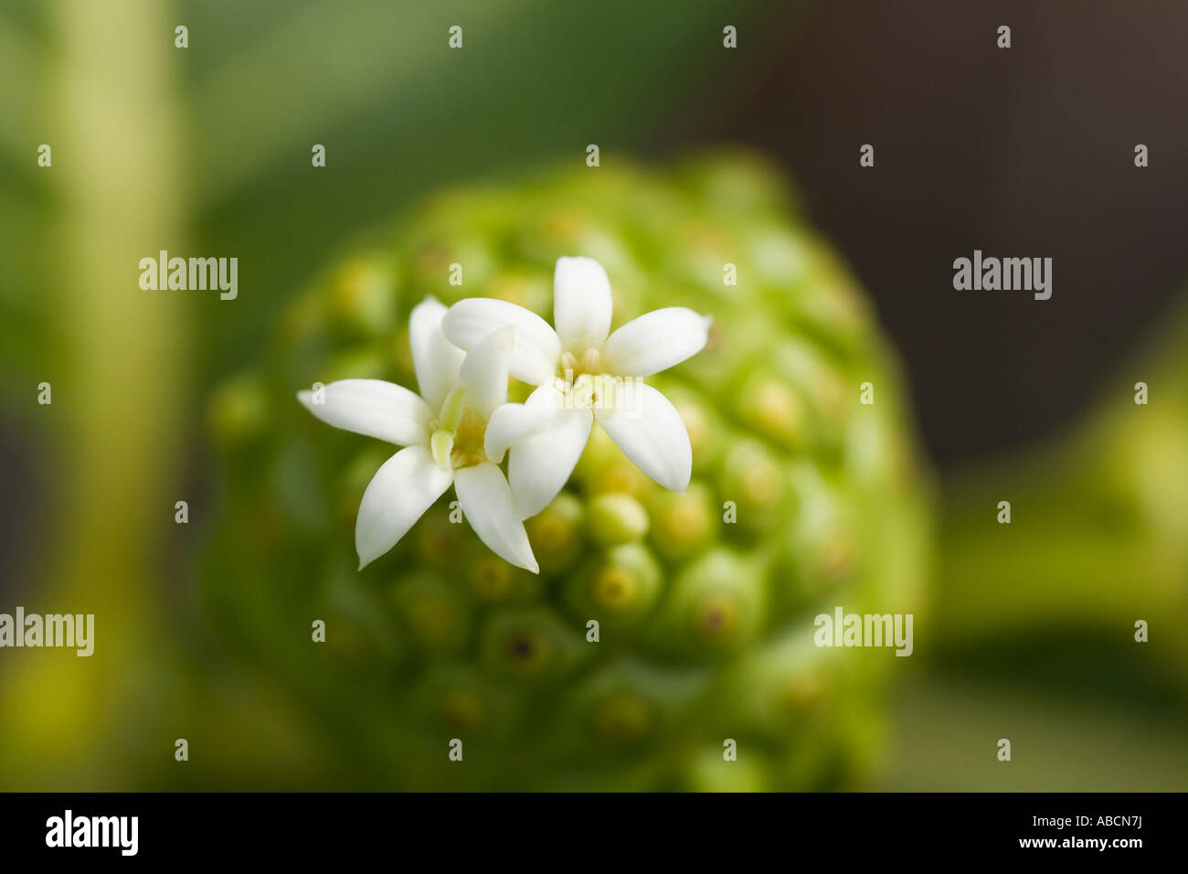 Noni blossom hi-res stock photography and images - Alamy