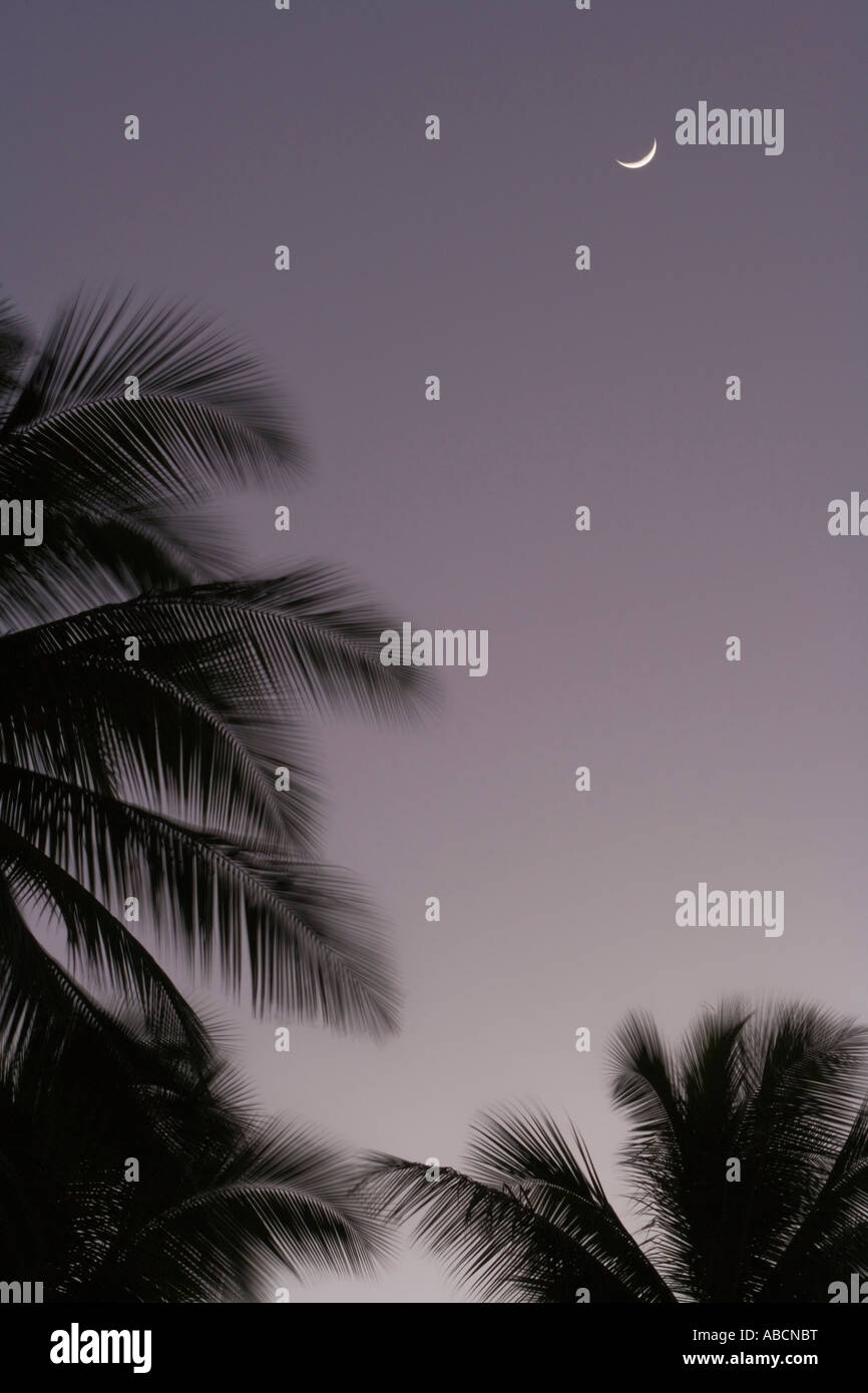 Crescent moon and palms at sunset Stock Photo - Alamy