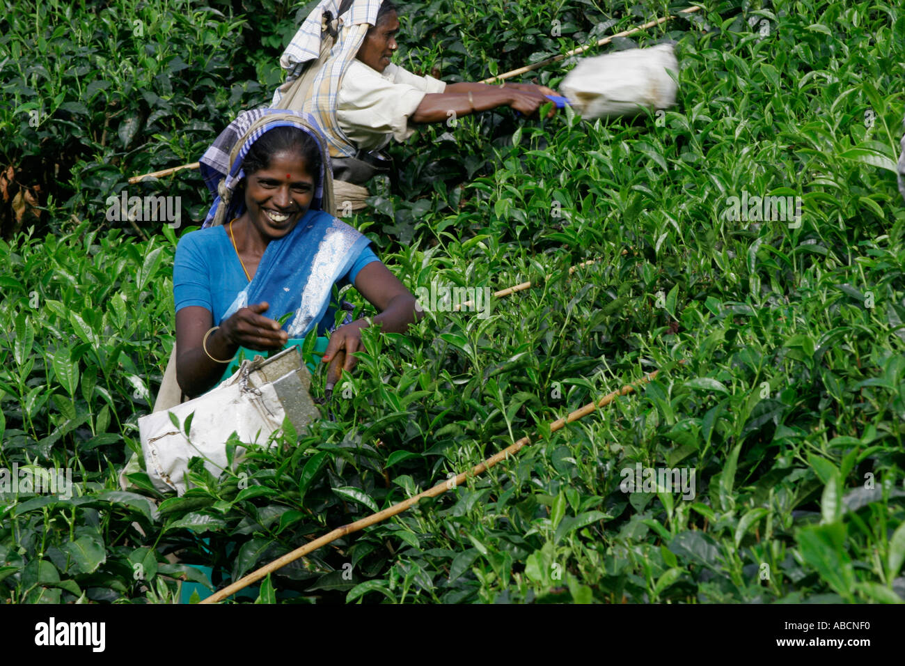 Smiling Tea Picker At Work Munnar Kerala India Stock Photo - Alamy
