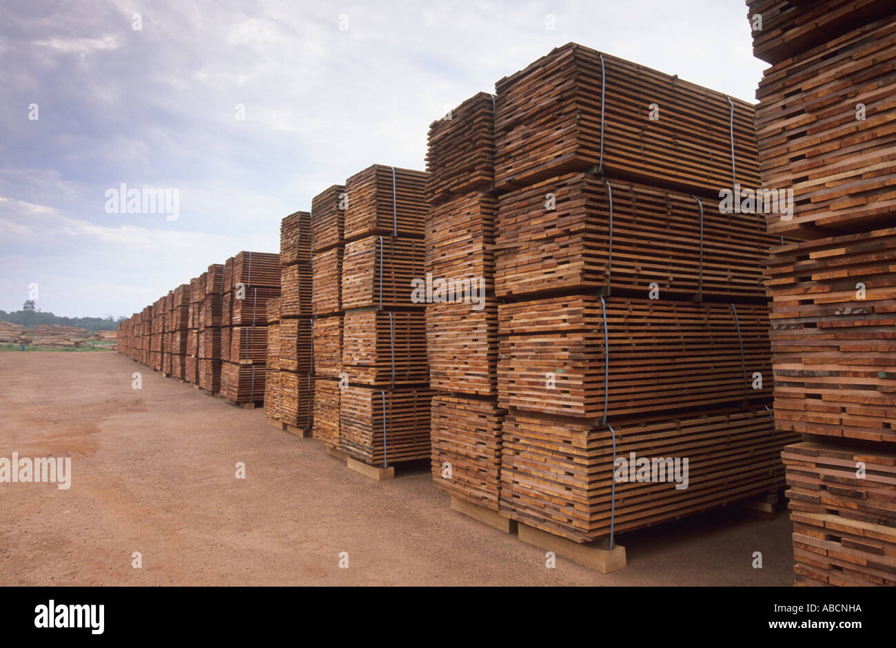 Harvested rainforest timber in the first FSC certified logging ...