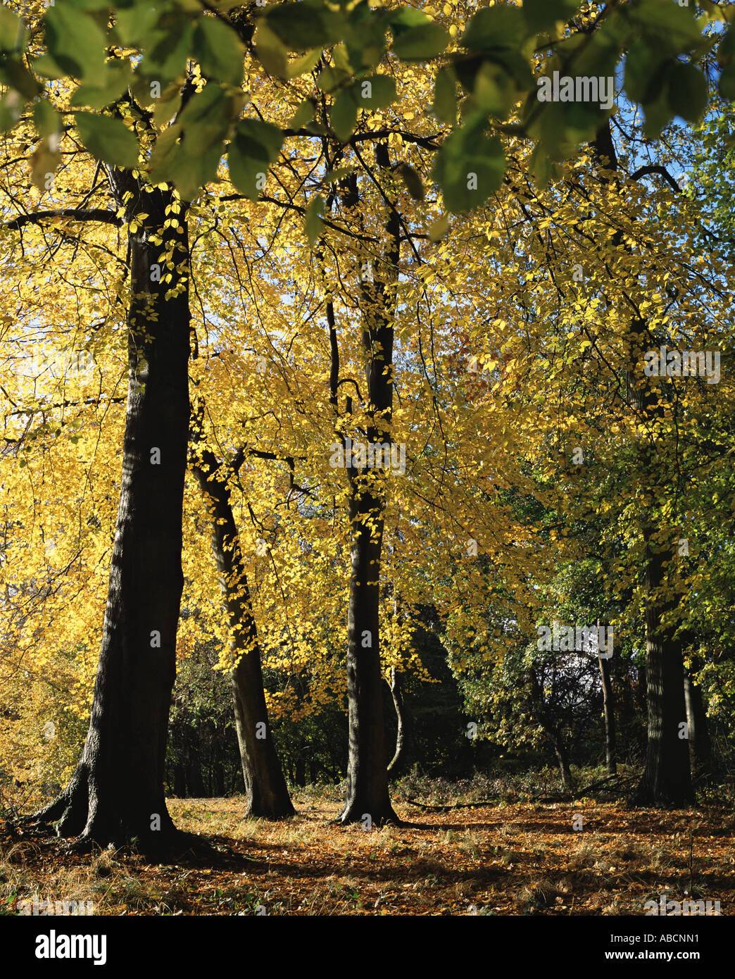 English forest hi-res stock photography and images - Alamy