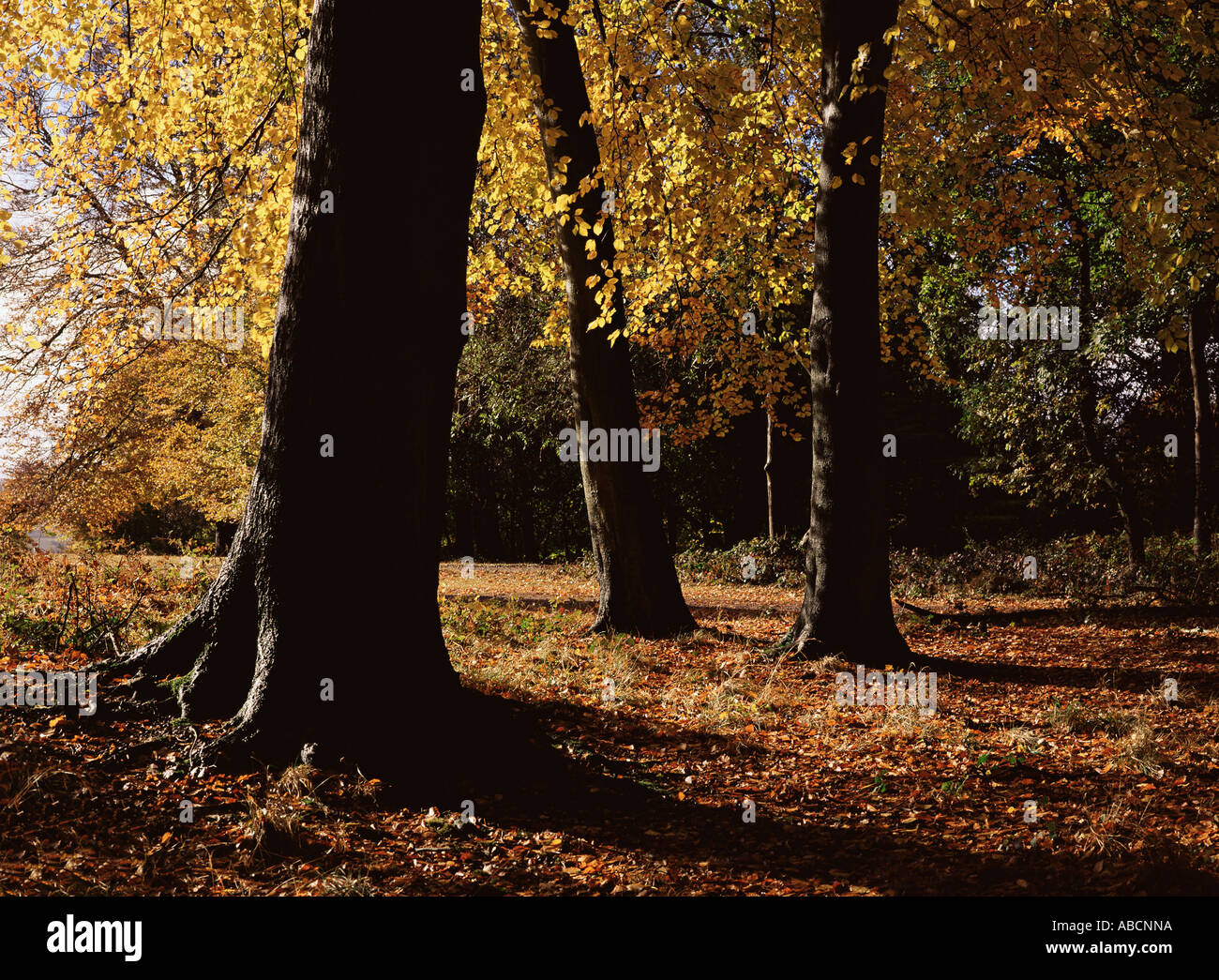 English forest hi-res stock photography and images - Alamy