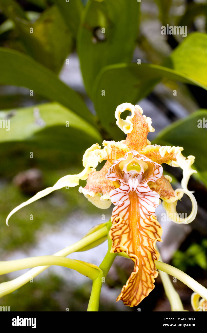 Dendrobium spectabile orchid Stock Photo - Alamy