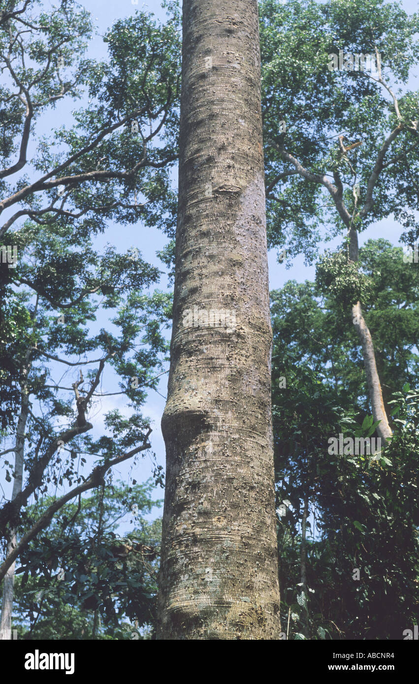 Sapele tree hi-res stock photography and images - Alamy