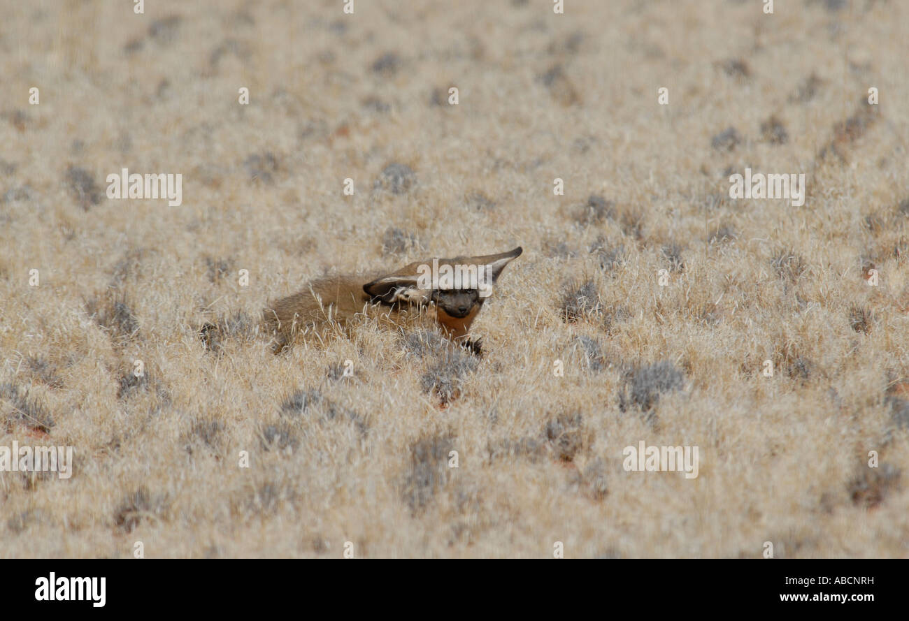 Bat-eared Fox Namib Rand Nature Reserve Namibia Southern Africa Stock ...