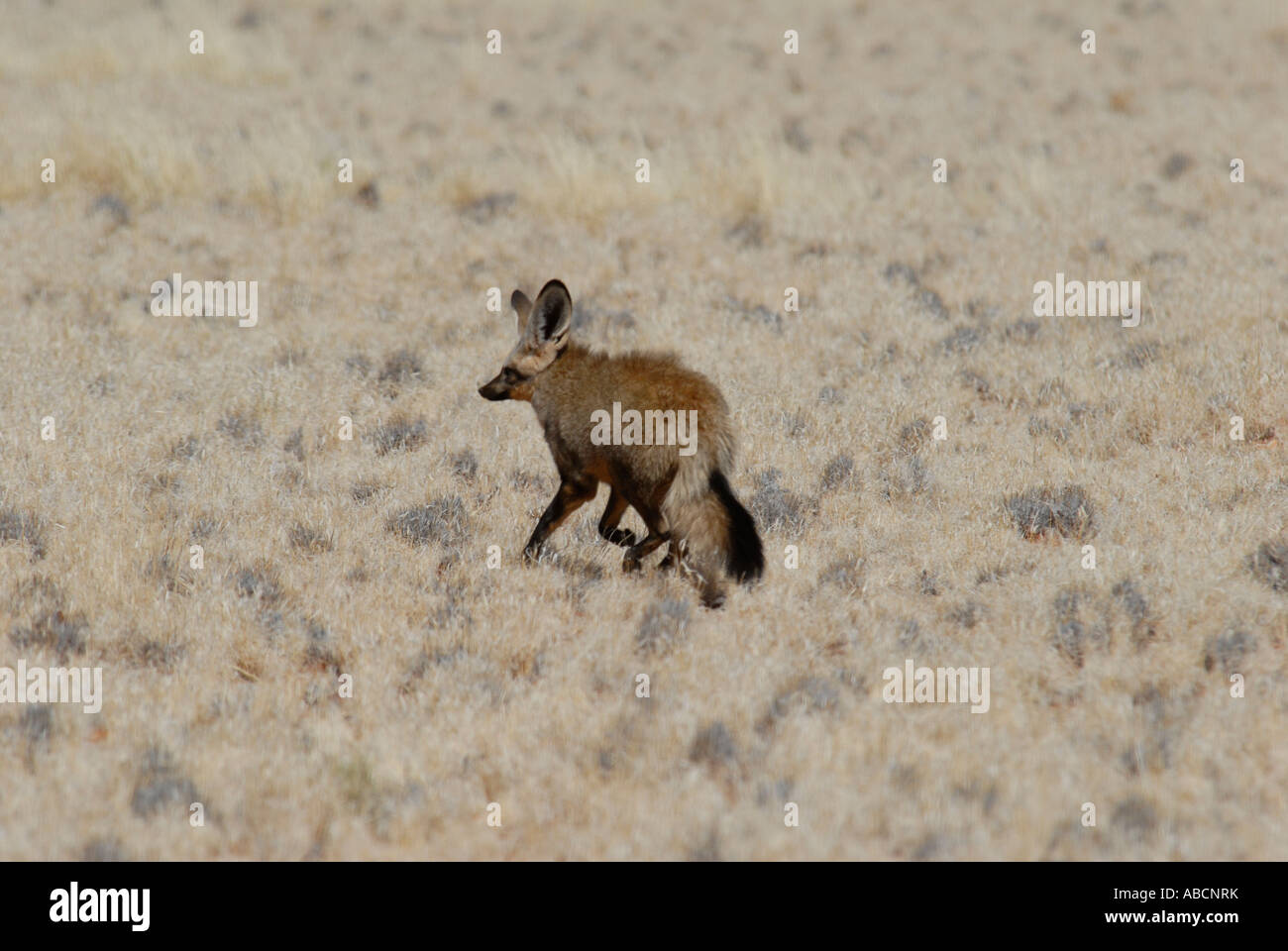 Bat-eared Fox Namib Rand Nature Reserve Namibia Southern Africa Stock ...