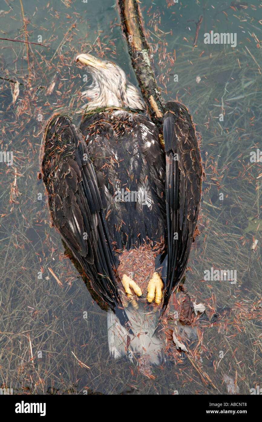A dead Bald Eagle floats under a powerline Seward Alaska Stock Photo ...