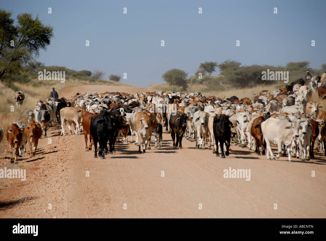 Herding cattle on gravel road Namibia Southern Africa Stock Photo - Alamy