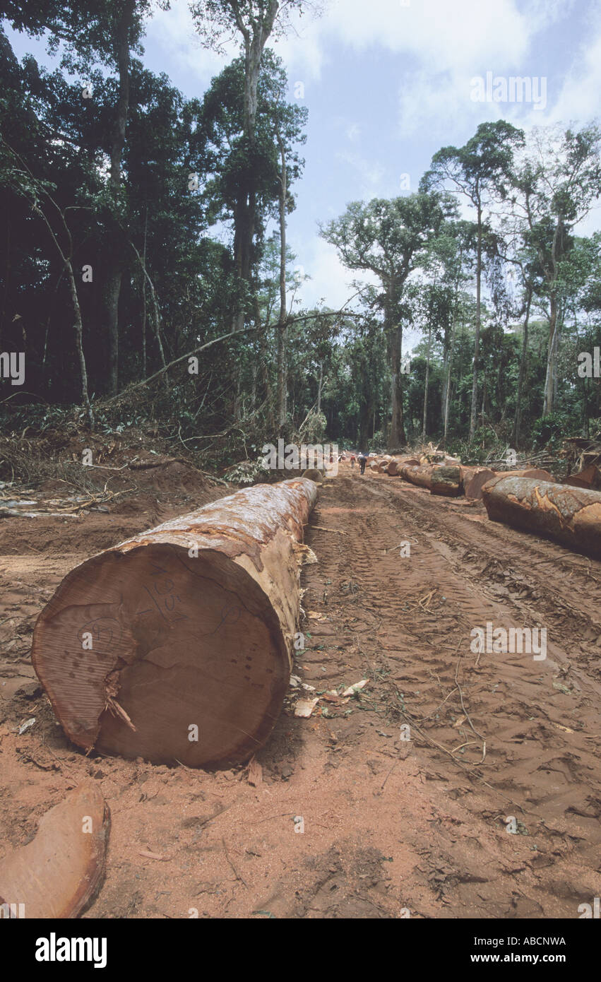 Harvested rainforest timber (African mahogany) in the Republic of Congo ...