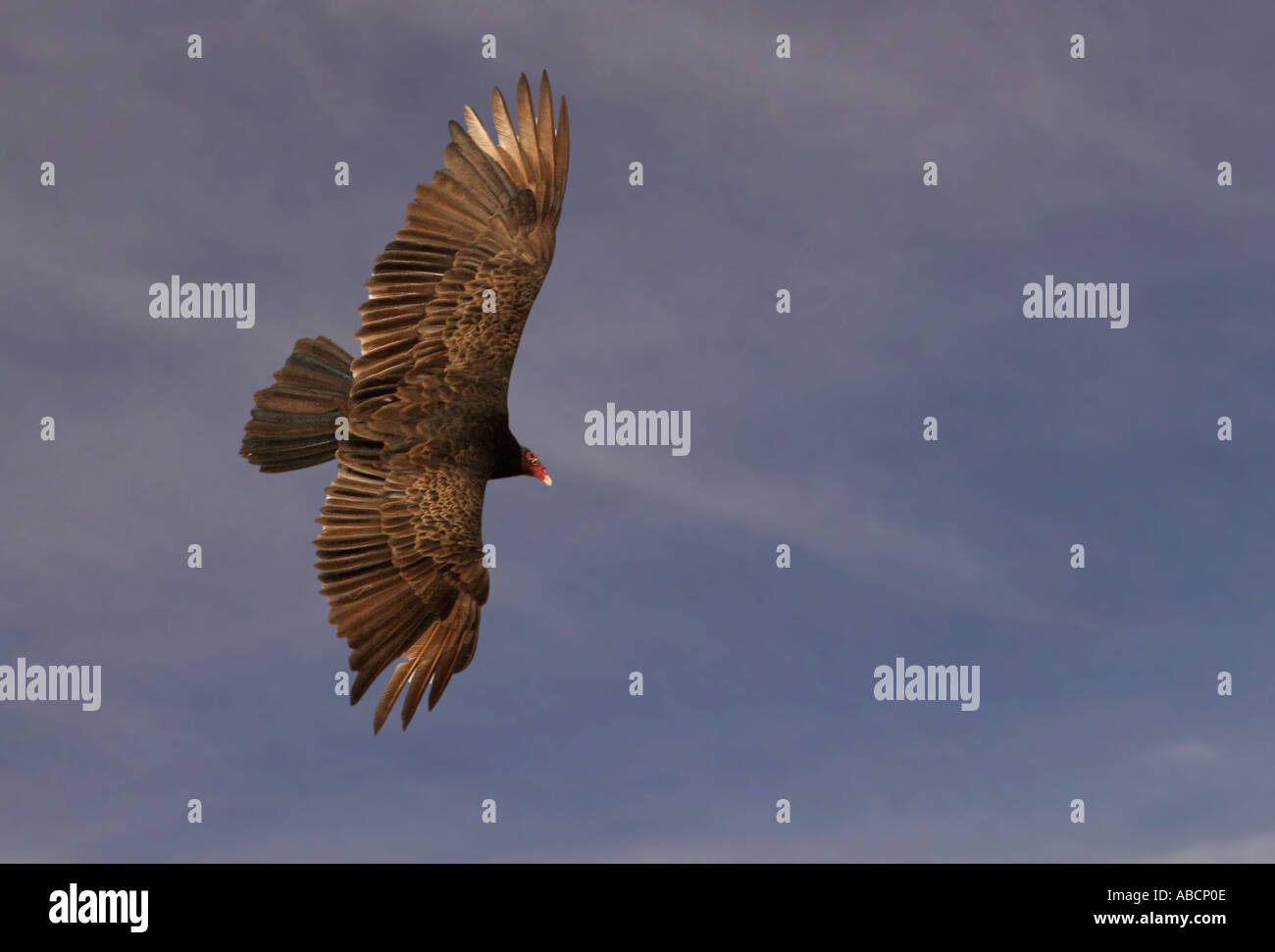 Western turkey vulture hi-res stock photography and images - Alamy