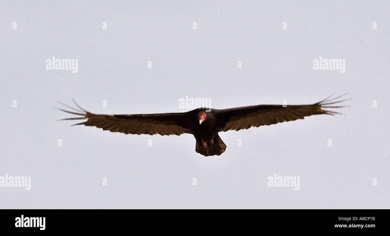 Western turkey vulture hi-res stock photography and images - Alamy