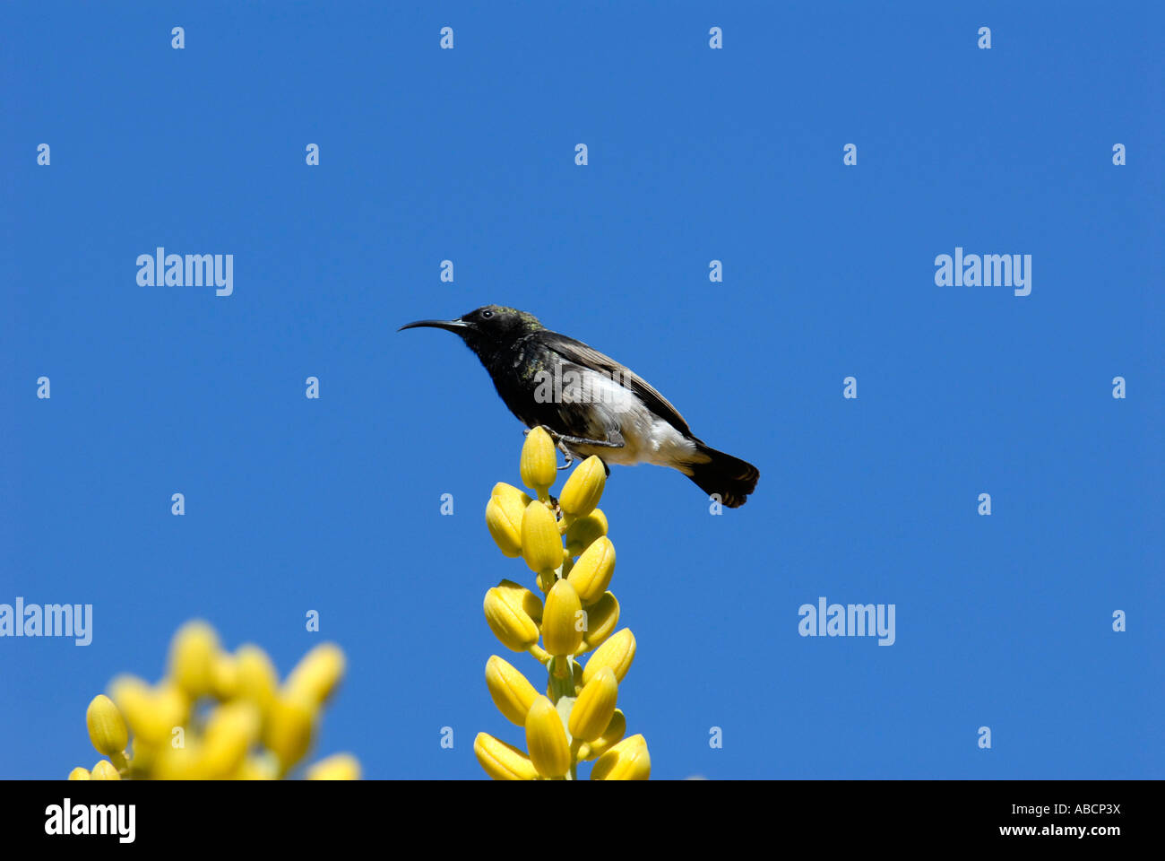 Sunbird flight hi-res stock photography and images - Alamy