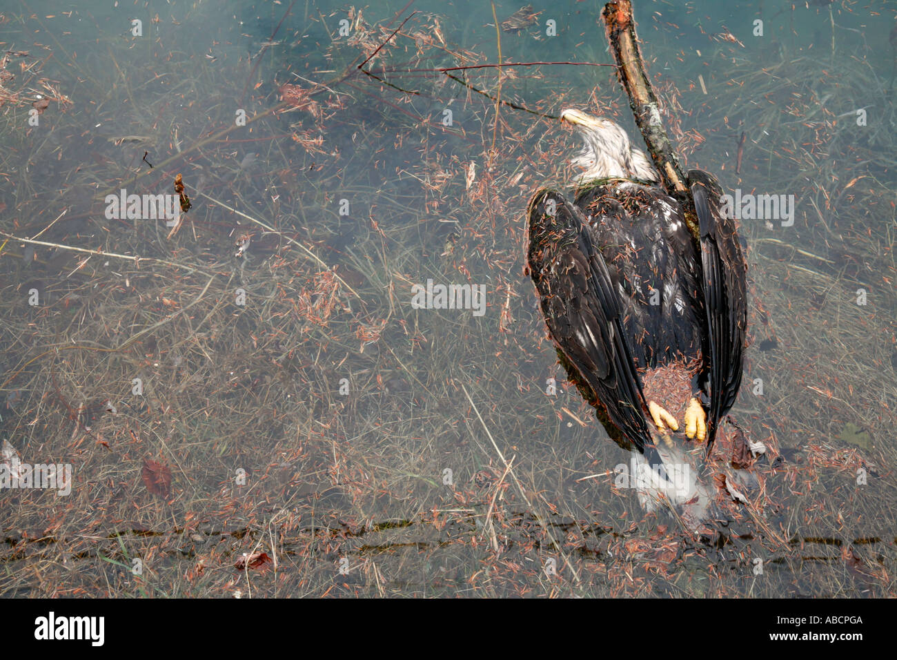 Floats under hi-res stock photography and images - Alamy